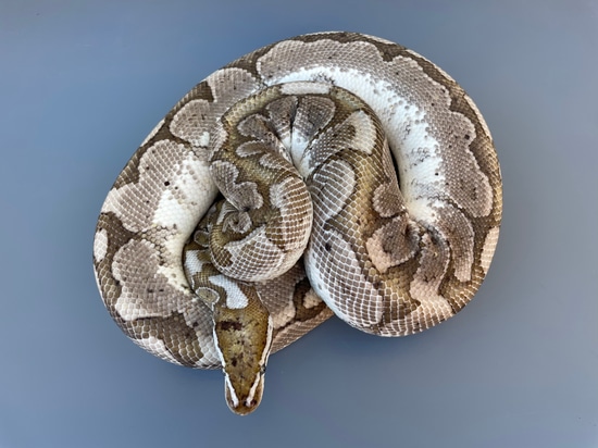 Bamboo Het VPI Axanthic Ball Python by TRIGG Reptiles