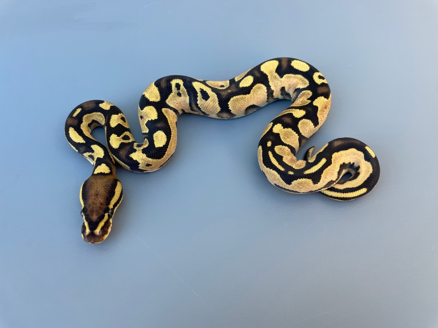 Orange Dream Fire Het Hypo Poss Enchi Ball Python by TRIGG Reptiles ...
