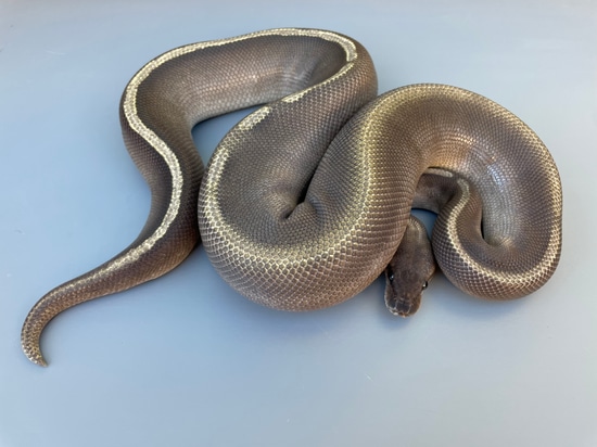 GHI Cinnamon Mojave Ball Python by TRIGG Reptiles
