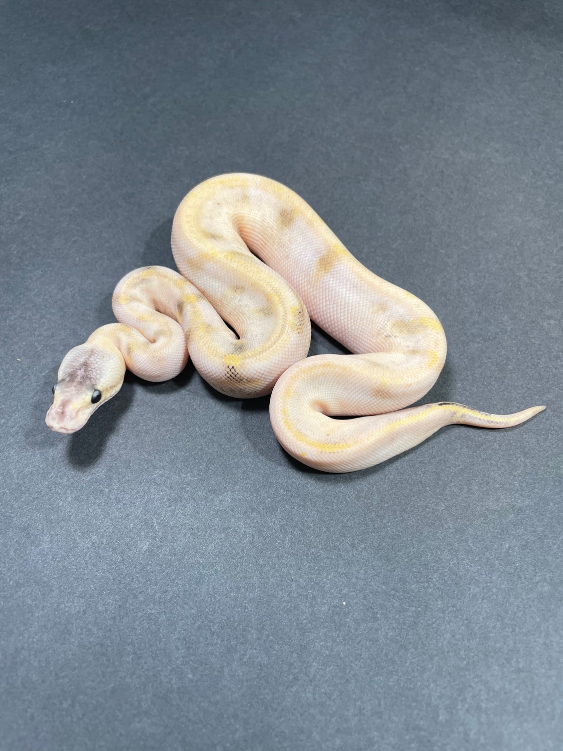 Champagne Pastel Het Hypo Paradox Ball Python by TRIGG Reptiles ...