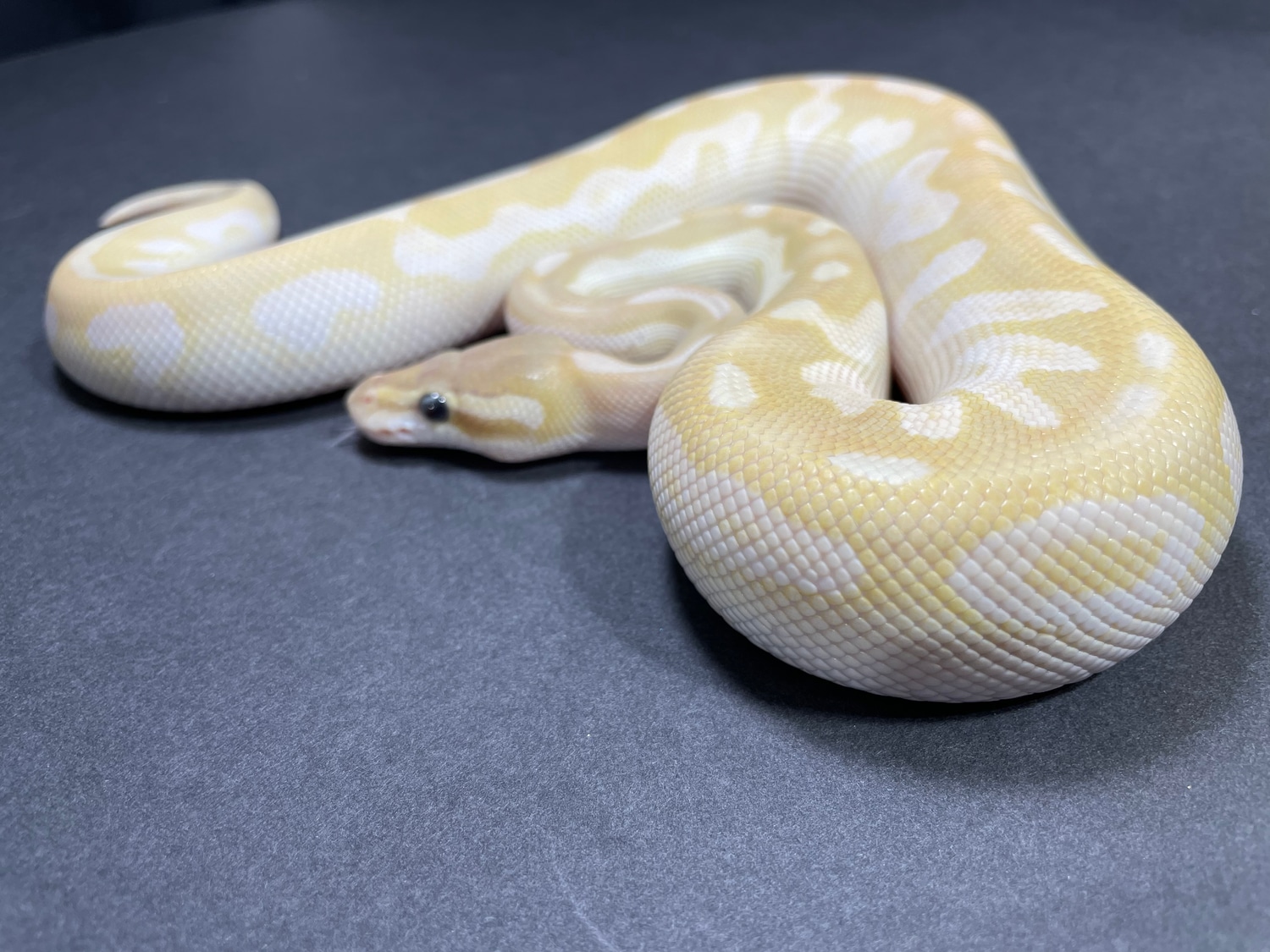 Crystal Enchi Cinnamon Ball Python by TRIGG Reptiles - MorphMarket