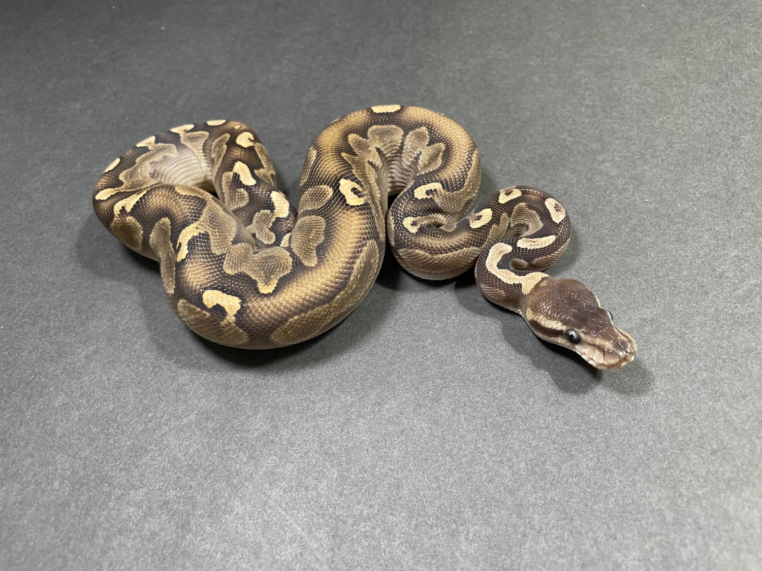 GHI Special Cinnamon Ball Python by TRIGG Reptiles - MorphMarket