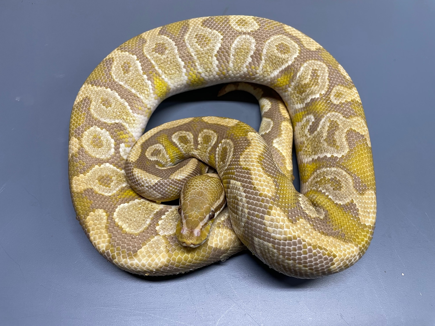 Caramel Desert Ghost Ball Python by TRIGG Reptiles - MorphMarket