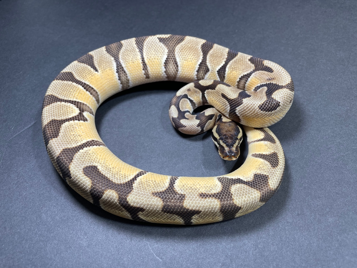 Orange Dream Enchi DH Tristripe Albino Ball Python by TRIGG Reptiles ...