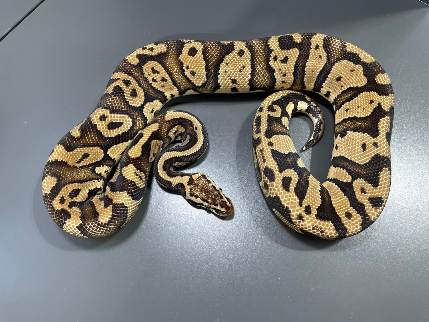 Pastel Acid Ball Python by TRIGG Reptiles - MorphMarket