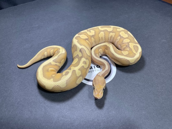 Banana Leopard Lesser Hypo Ball Python by TRIGG Reptiles