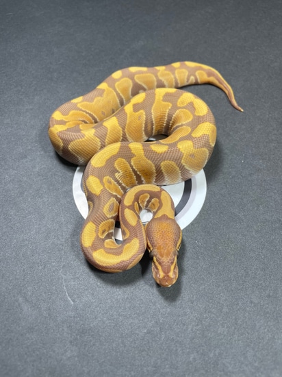 Ultramel Ball Python by TRIGG Reptiles