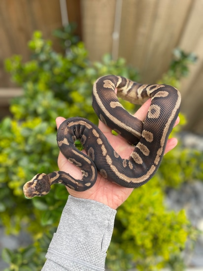 Super Chocolate Ball Python by TRIGG Reptiles