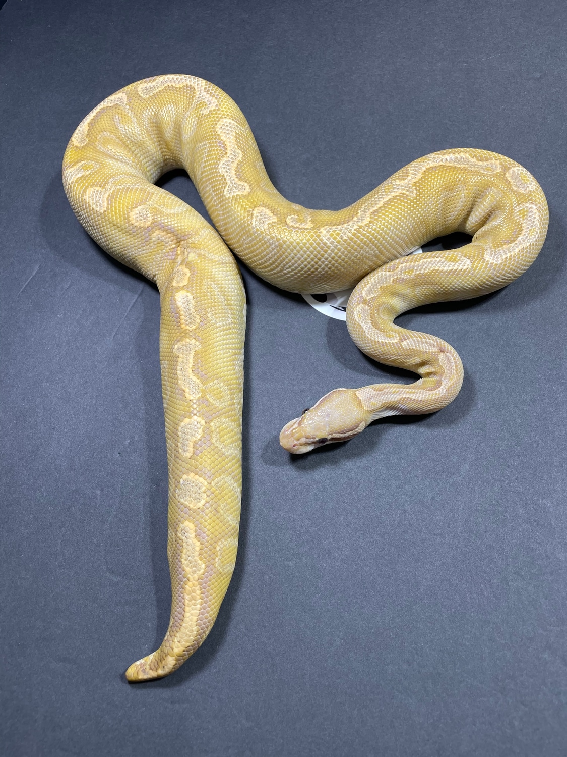 GHI Desert Ghost Caramel **PET ONLY Ball Python by TRIGG Reptiles ...