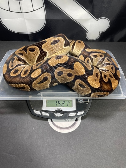 Normal DH Hypo Clown Ball Python by TRIGG Reptiles