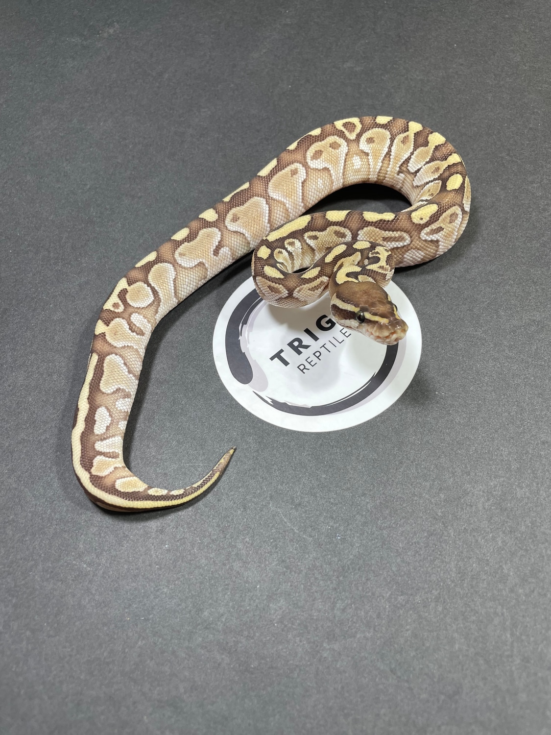 Lesser Trojan Ball Python by TRIGG Reptiles - MorphMarket