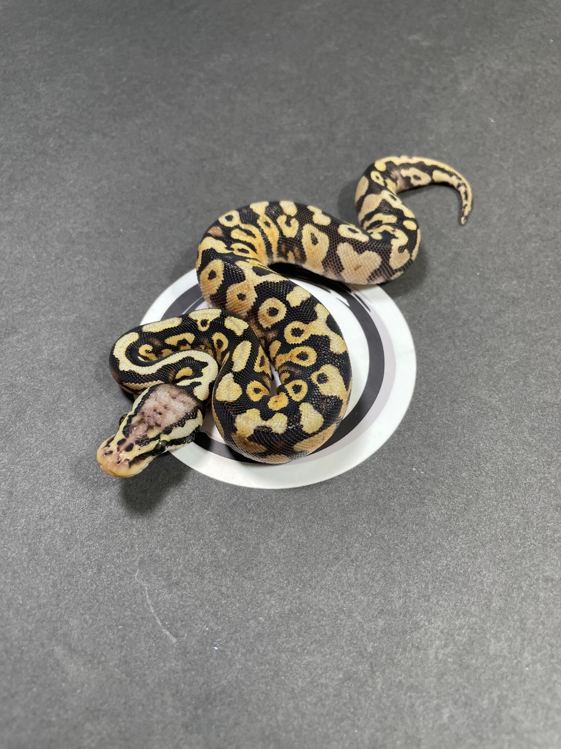 Spotnose Pastel YB Ball Python by TRIGG Reptiles - MorphMarket
