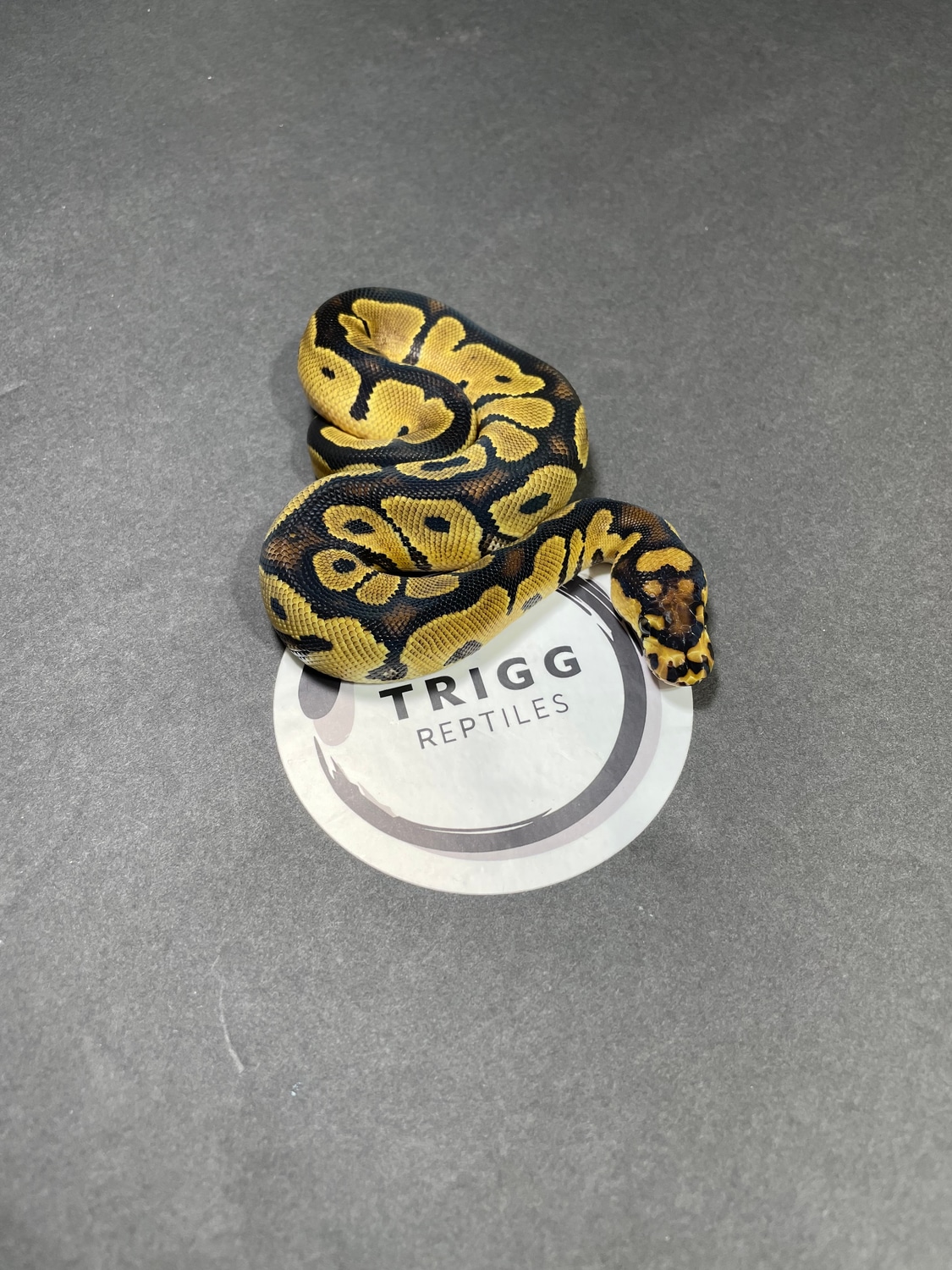 Clown 100% Het Hypo Ball Python by TRIGG Reptiles - MorphMarket