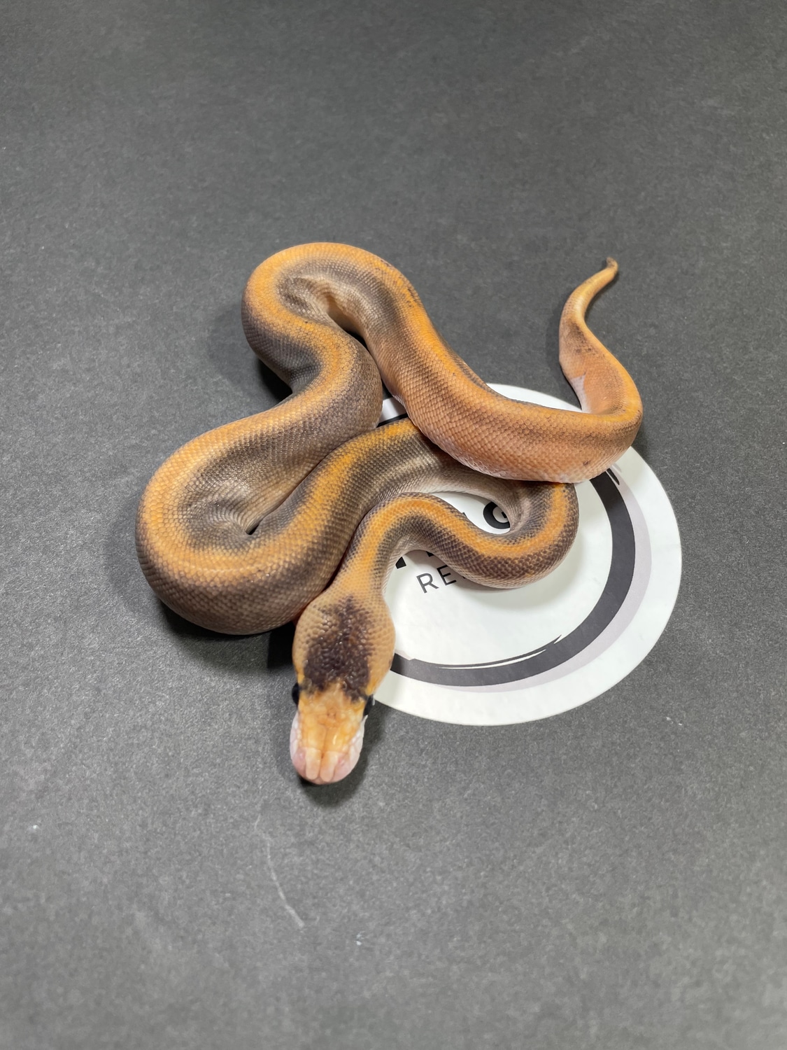Huffman Champagne Het Hypo Ball Python by TRIGG Reptiles - MorphMarket