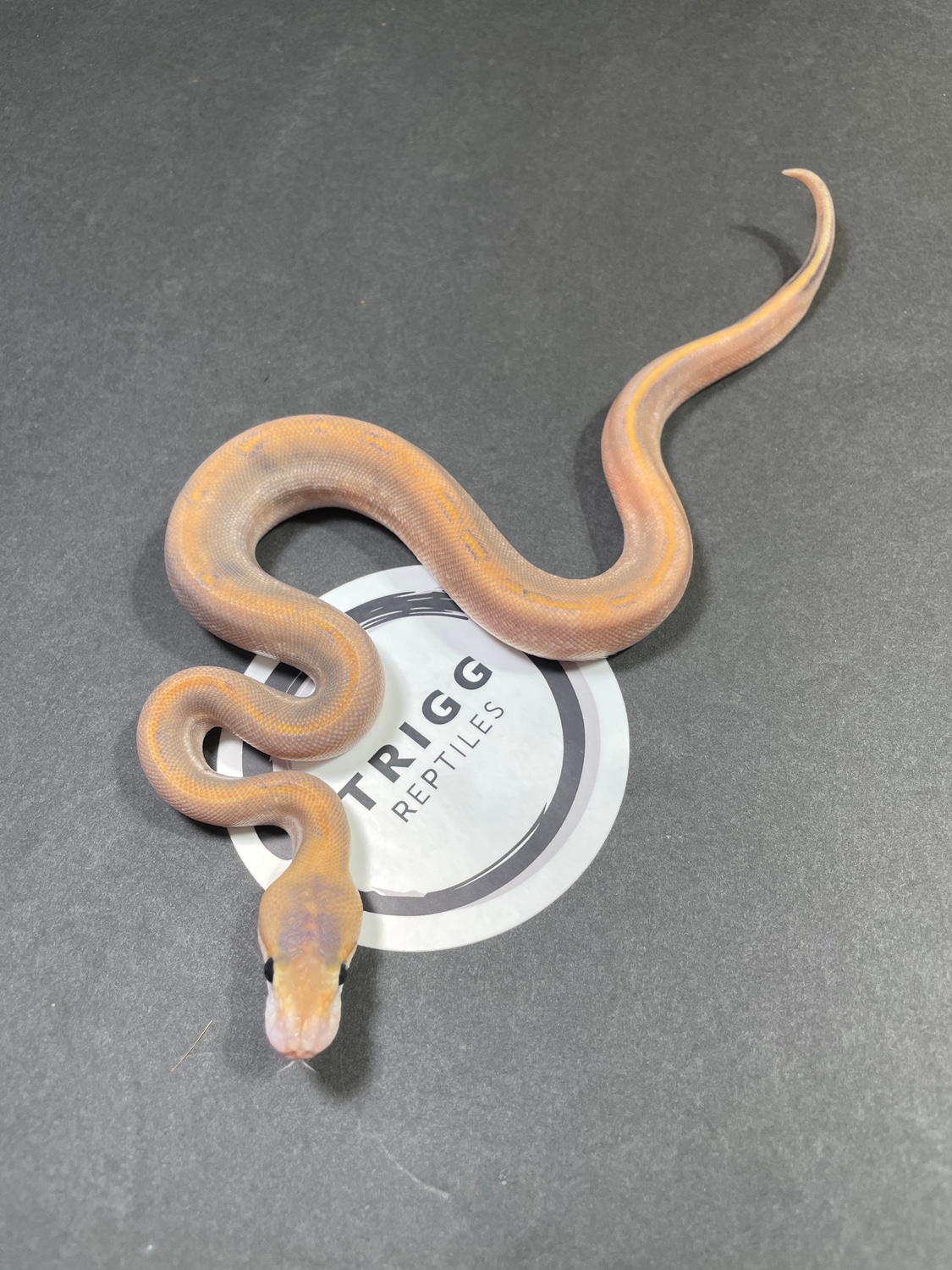 Mimosa Pos Huffman Ball Python by TRIGG Reptiles - MorphMarket