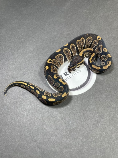 Black Head Ball Python by TRIGG Reptiles