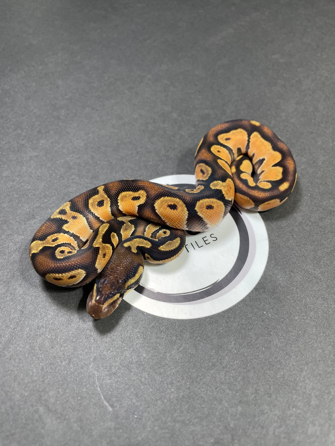 Orange Dream Enchi Black Head Ball Python by TRIGG Reptiles - MorphMarket