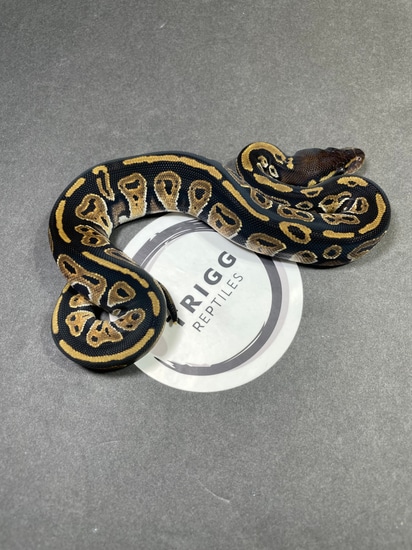 Black Head Ball Python by TRIGG Reptiles