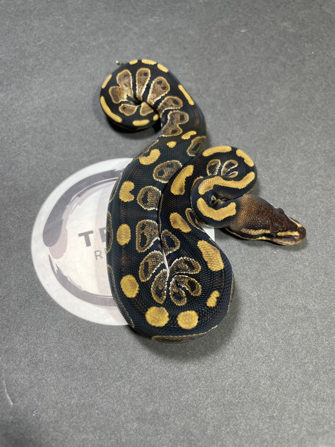 Chocolate Ball Python by TRIGG Reptiles - MorphMarket