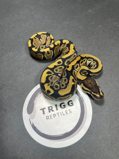 Normal 66% Het Clown Pos Spotnose Ball Python by TRIGG Reptiles