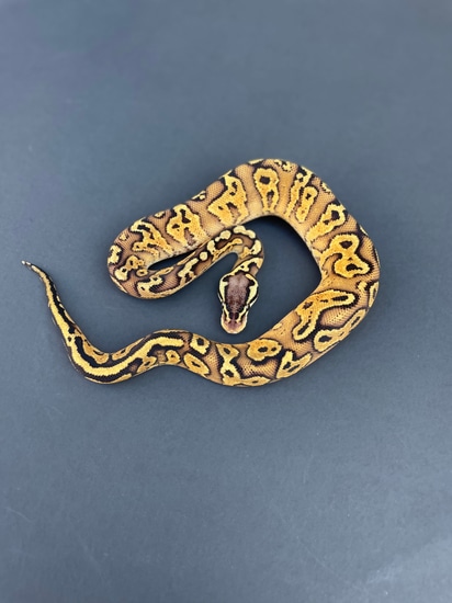 Sapphire Pastel Redstripe Ball Python by TRIGG Reptiles