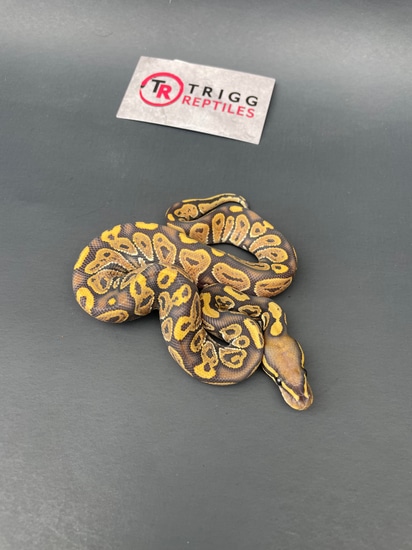 Hypo Huffman Ball Python by TRIGG Reptiles