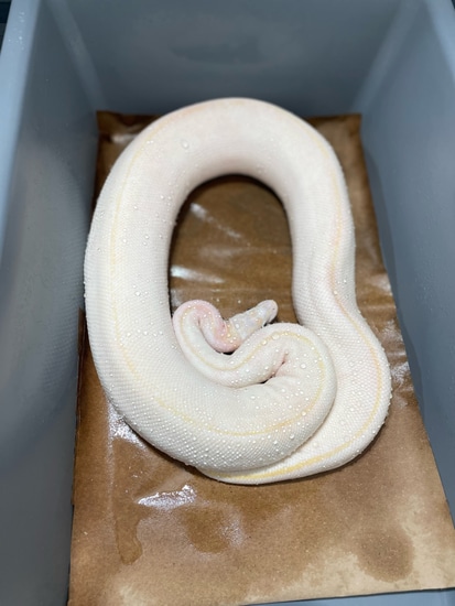 Ivory Poss BH Ball Python by TRIGG Reptiles
