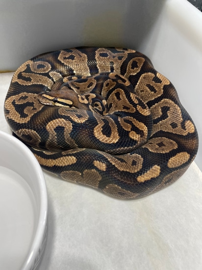 Sapphire Ball Python by TRIGG Reptiles