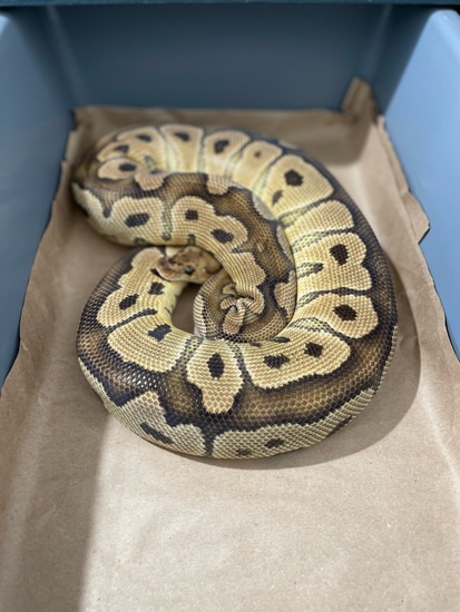 Clown FREE SHIPPING!! Ball Python by TRIGG Reptiles