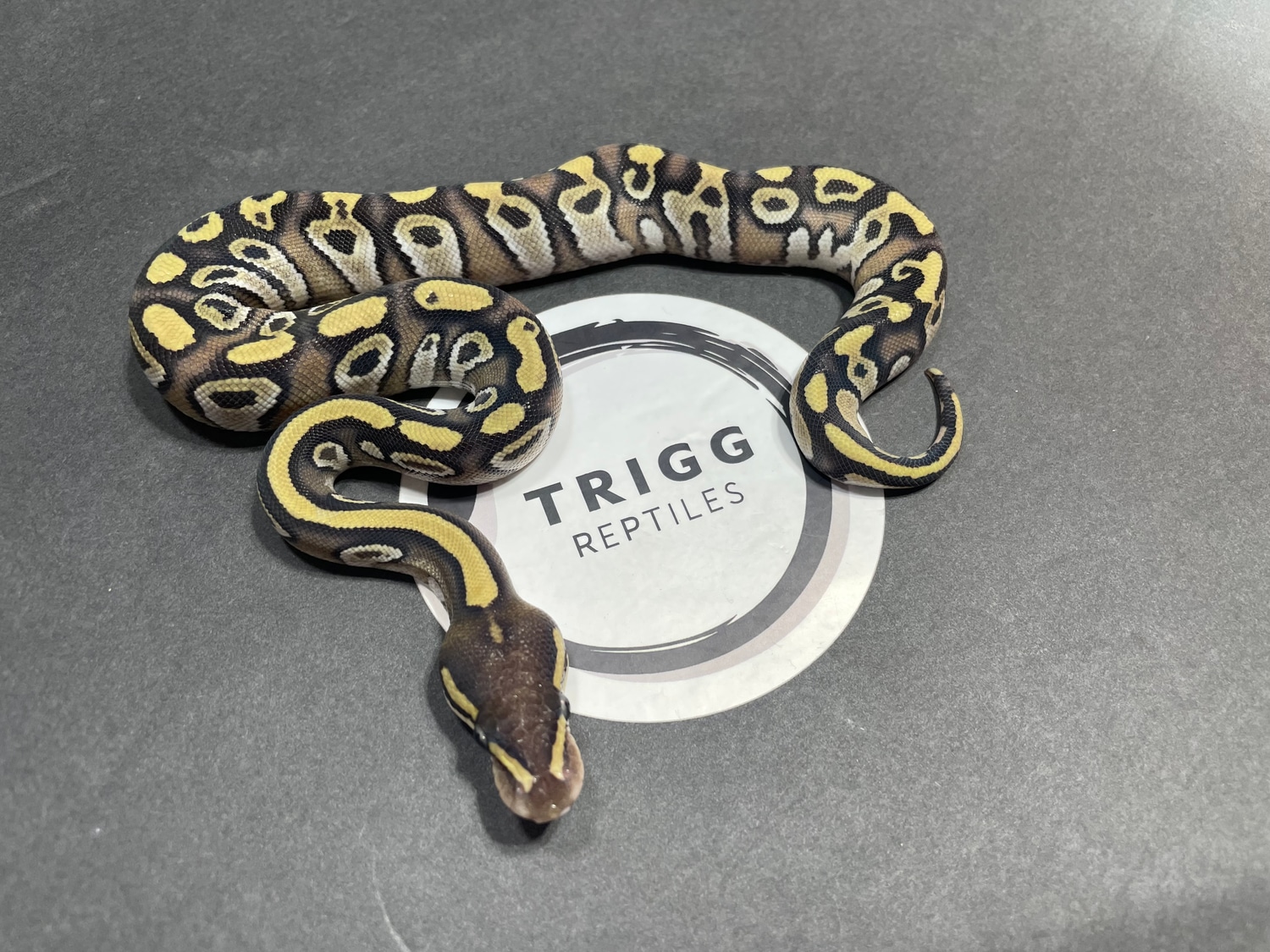 Mojave Yellow Belly DH Hypo Clown Pos Huffman Ball Python by TRIGG ...
