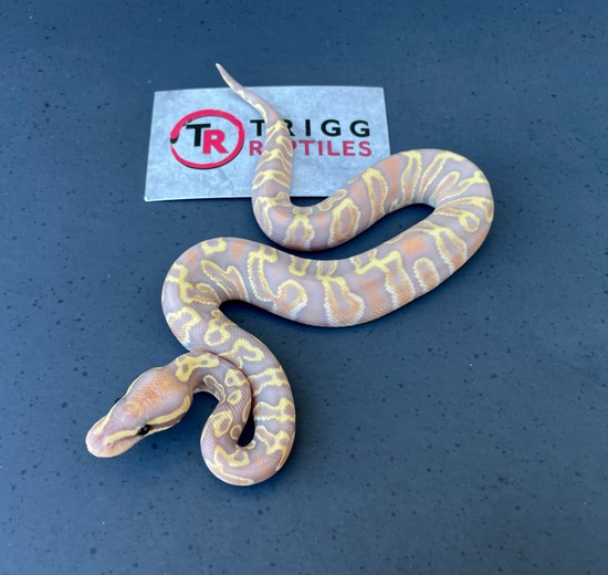 GHI Banana Huffman YB Hypo Het. Clown Ball Python by TRIGG Reptiles