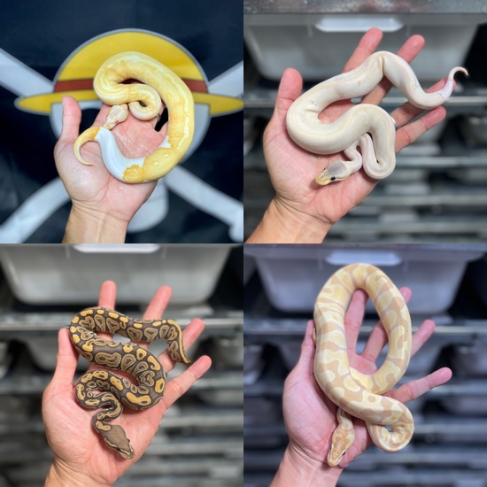 2.2 Bundle Package DEAL!!! Ball Python by TRIGG Reptiles