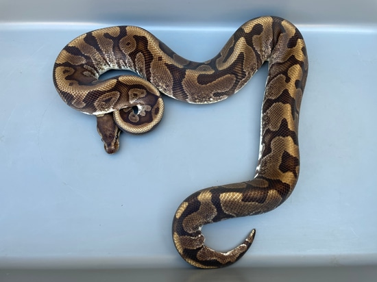 HGW Ball Python by TRIGG Reptiles