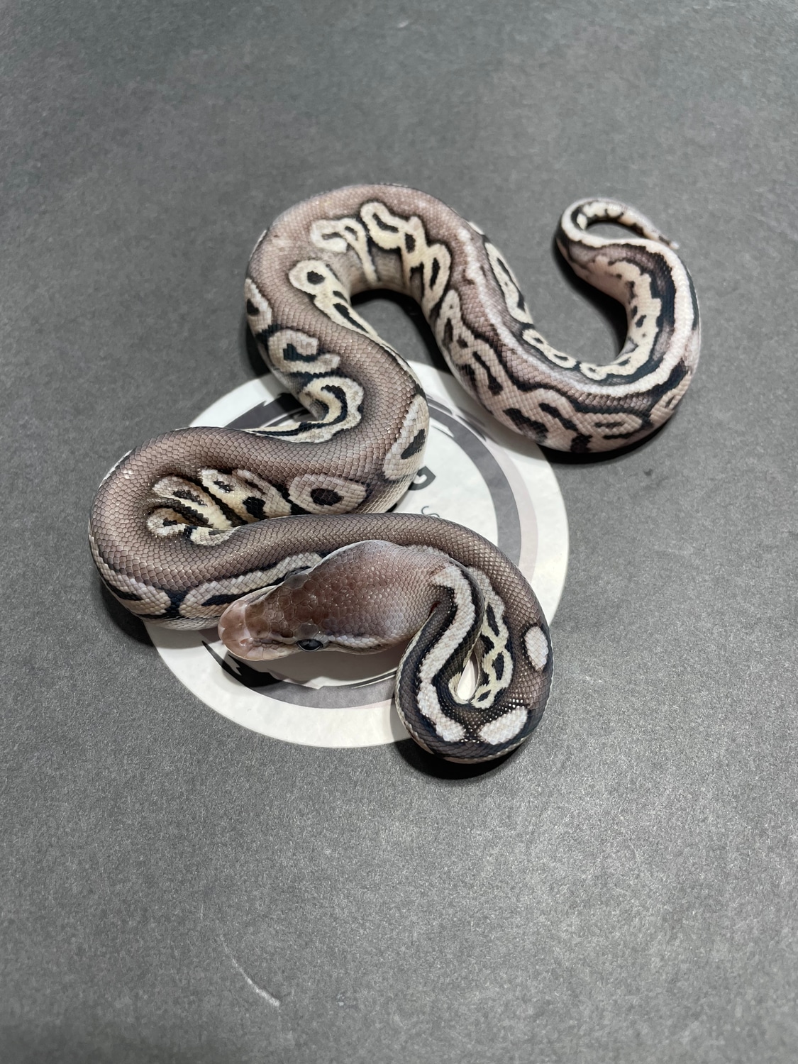 Pewter Ball Python by TRIGG Reptiles - MorphMarket