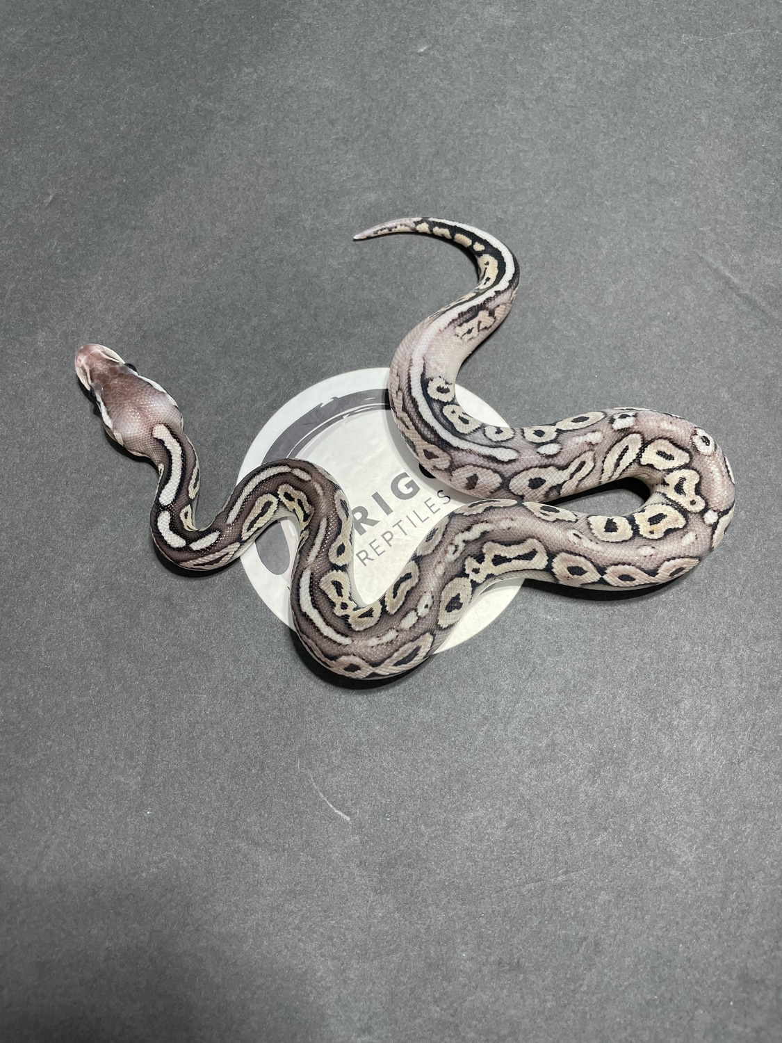 Special Pewter Ball Python by TRIGG Reptiles - MorphMarket