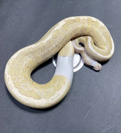 Breeder Female Group GHI Fire HGW Vanilla Cream Cinnamon Ball Python by TRIGG Reptiles
