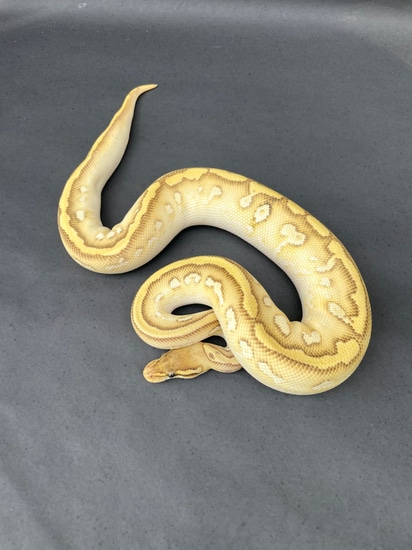OD Bongo Vanilla Lesser Yellow Belly PH Hypo Ball Python by TRIGG Reptiles