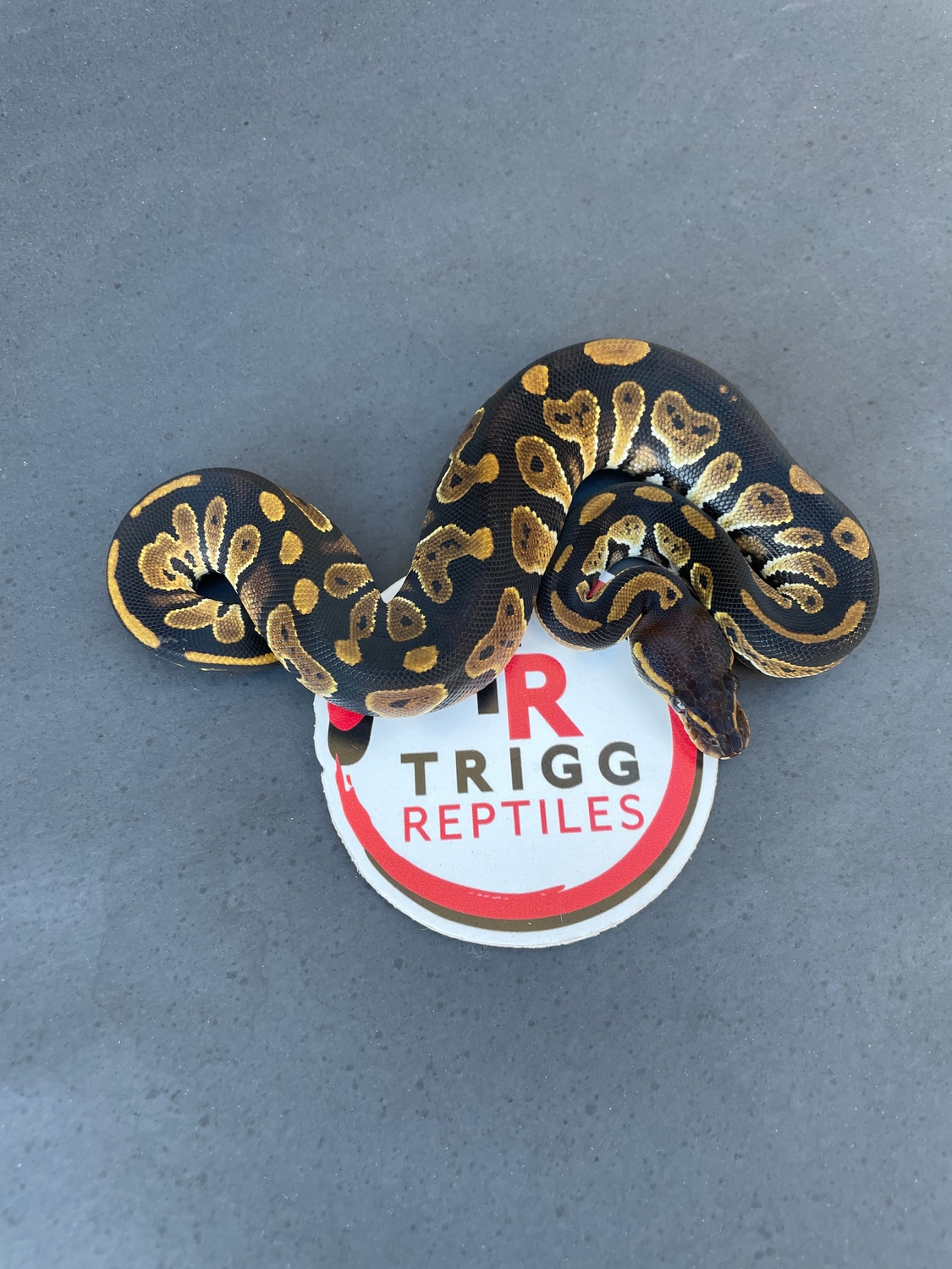 Black Head Het Clown Ball Python by TRIGG Reptiles - MorphMarket