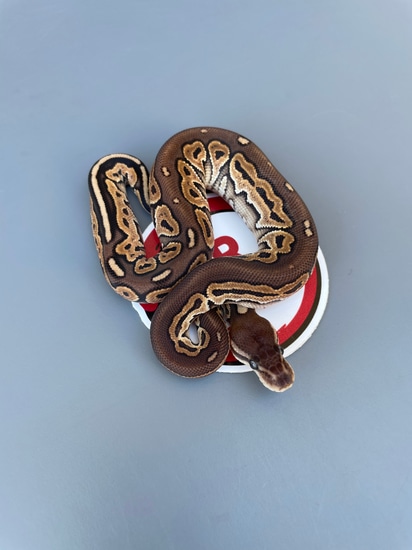 Special Cinnamon Ball Python by TRIGG Reptiles