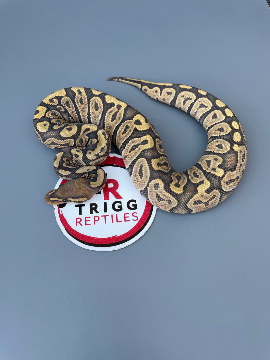Huffman Hypo Ball Python by TRIGG Reptiles - MorphMarket