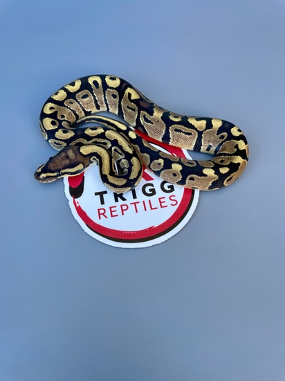 SALE!! Vanilla Het Hypo Ball Python by TRIGG Reptiles