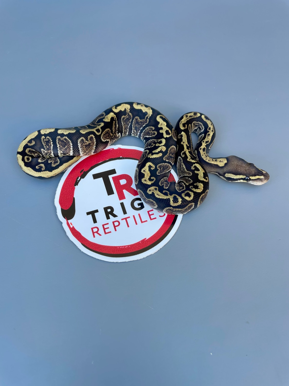GHI Vanilla Het Hypo Ball Python by TRIGG Reptiles - MorphMarket