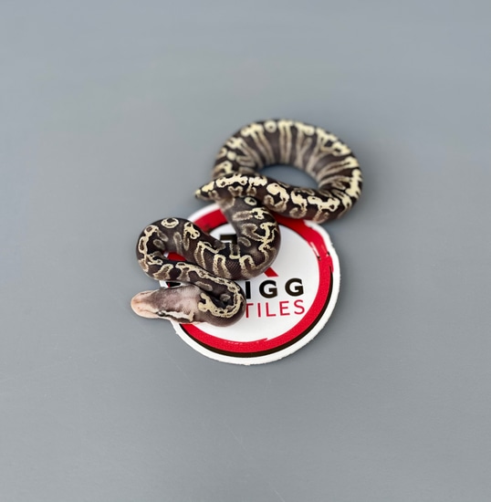 Super GHI Pastel PH Puzzle Pos Chocolate Ball Python by TRIGG Reptiles