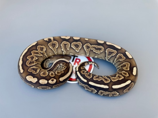 Mahogany Cinnamon Special YB Ball Python by TRIGG Reptiles