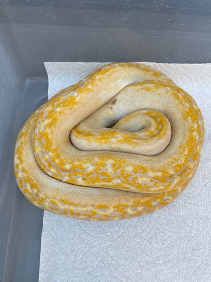 Lavender Albino Pied Reticulated Python by TRIGG Reptiles