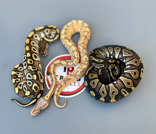 TRIO Hypo Clown Package FREE Ball Python by TRIGG Reptiles