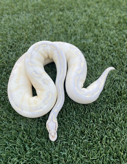Pastel Highway Ball Python by TRIGG Reptiles