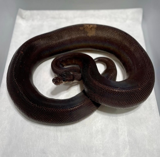 8Ball (Cinnamon Black Pastel) Ball Python by TRIGG Reptiles