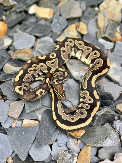 Sapphire Ball Python by TRIGG Reptiles