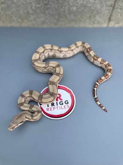 Fire Boa Constrictor by TRIGG Reptiles